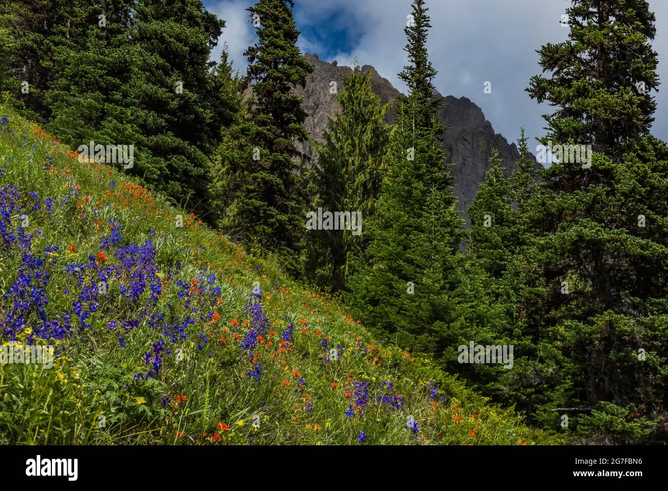 Colorful wildflowers in subalpine meadow along trail to Marmot Pass in ...