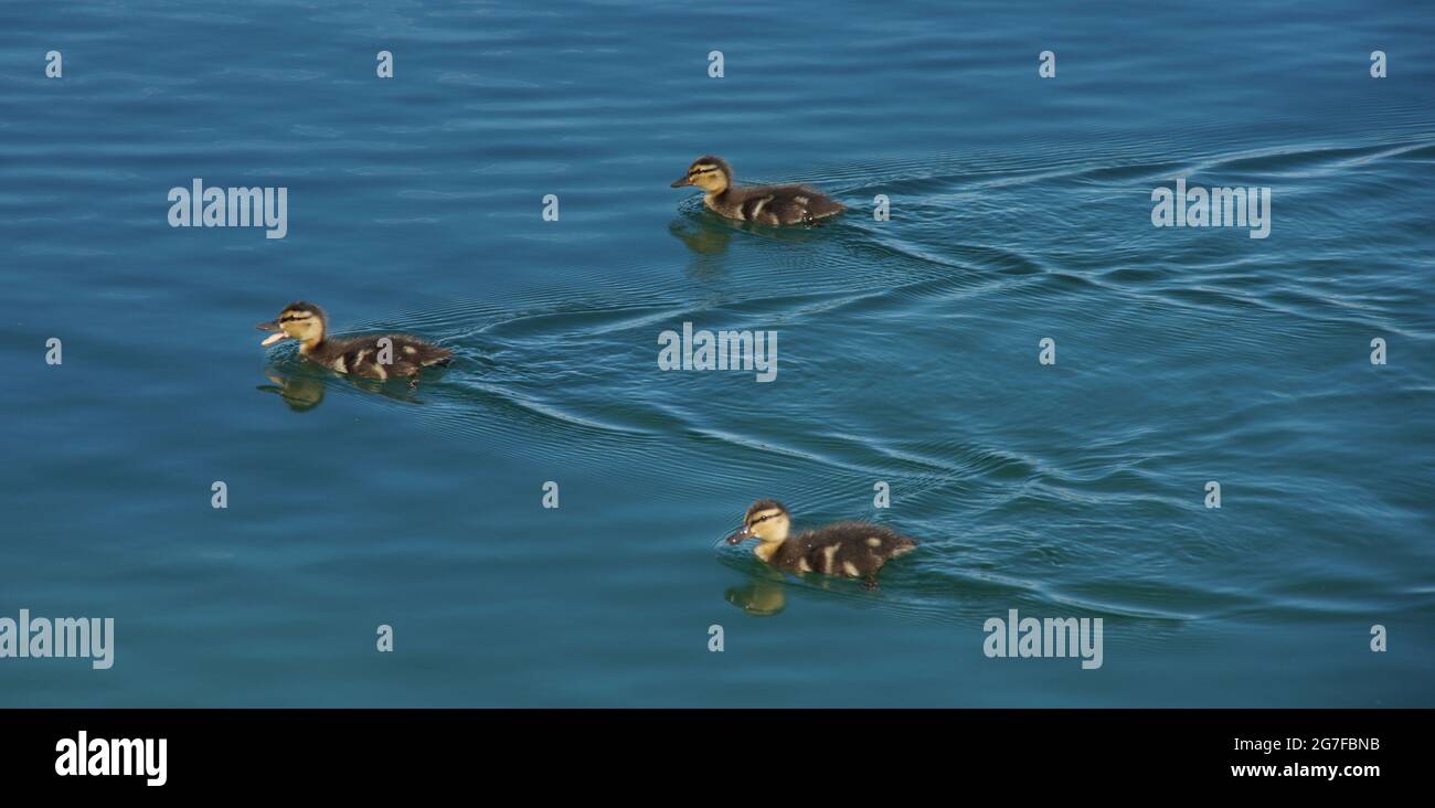 GENEVA, SWITZERLAND - Aug 12, 2012: The three ducklings floating in ...