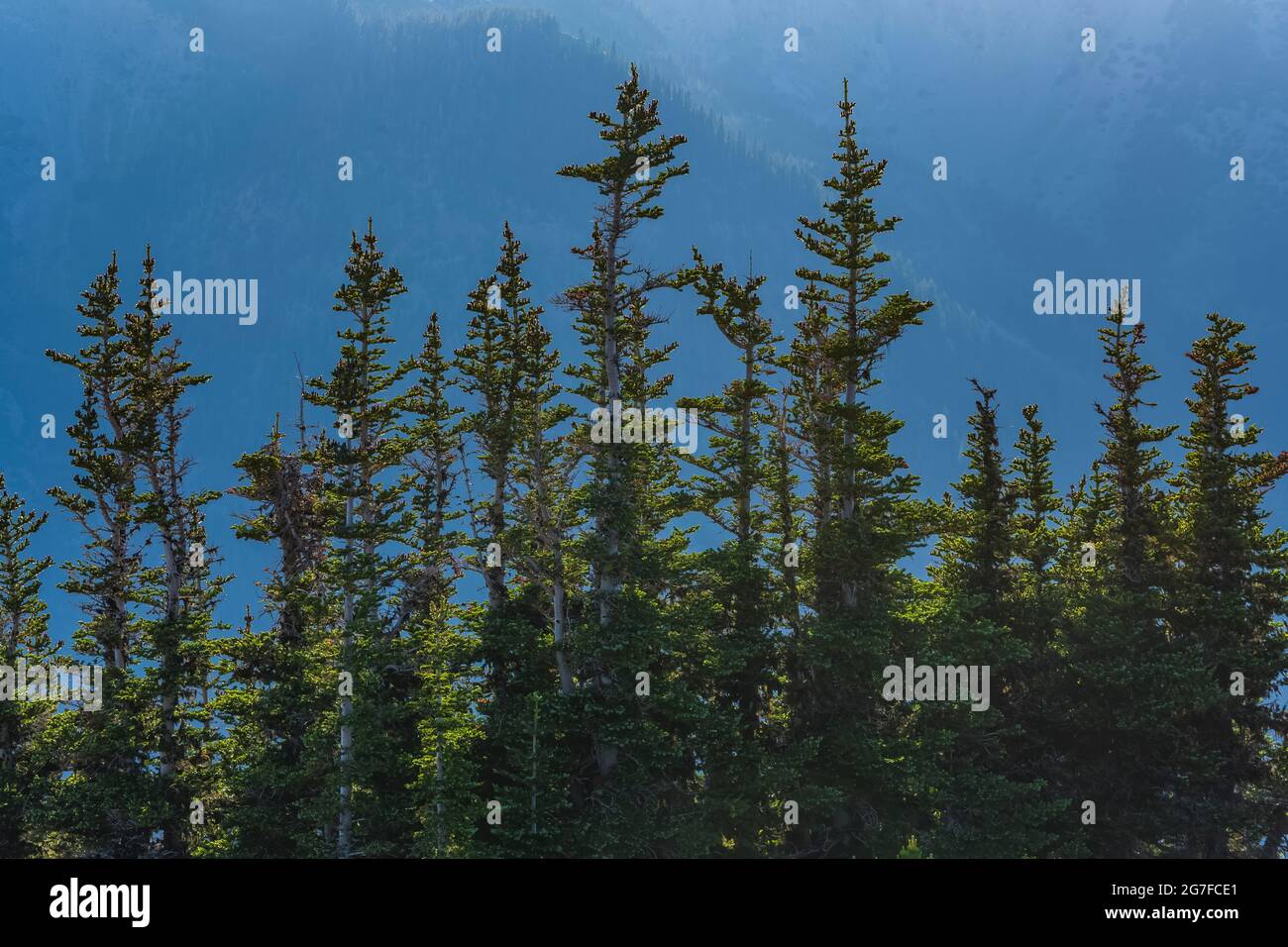 Subalpine Fir, Abies lasiocarpa, trees with mountain slopes behind ...