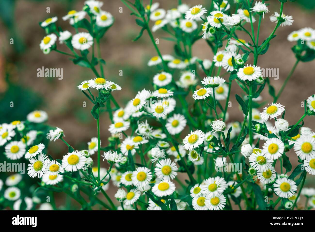 Small daisy flowers bush hi-res stock photography and images - Alamy