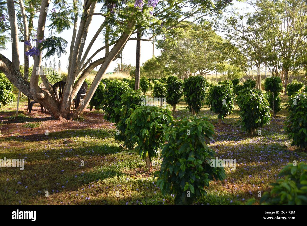 Oahu, HI. U.S.A. 6/2&7/2021. Green World Coffee Farm. Green Farm is a ...