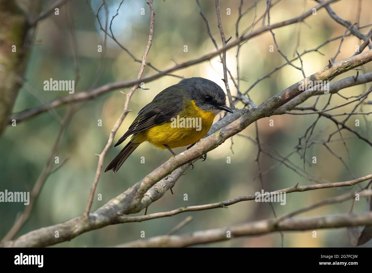 Australian robin hi-res stock photography and images - Alamy