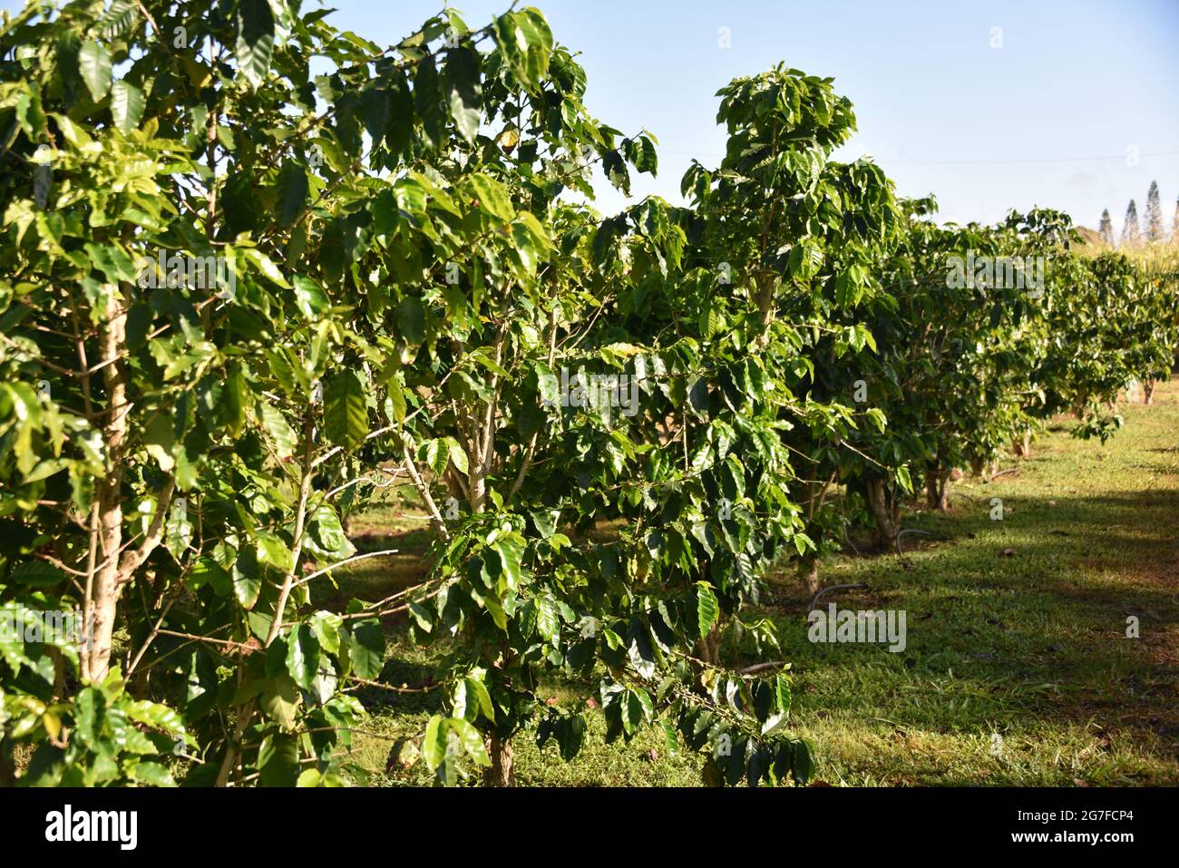 Oahu, HI. U.S.A. 6/2&7/2021. Green World Coffee Farm. Green Farm is a ...