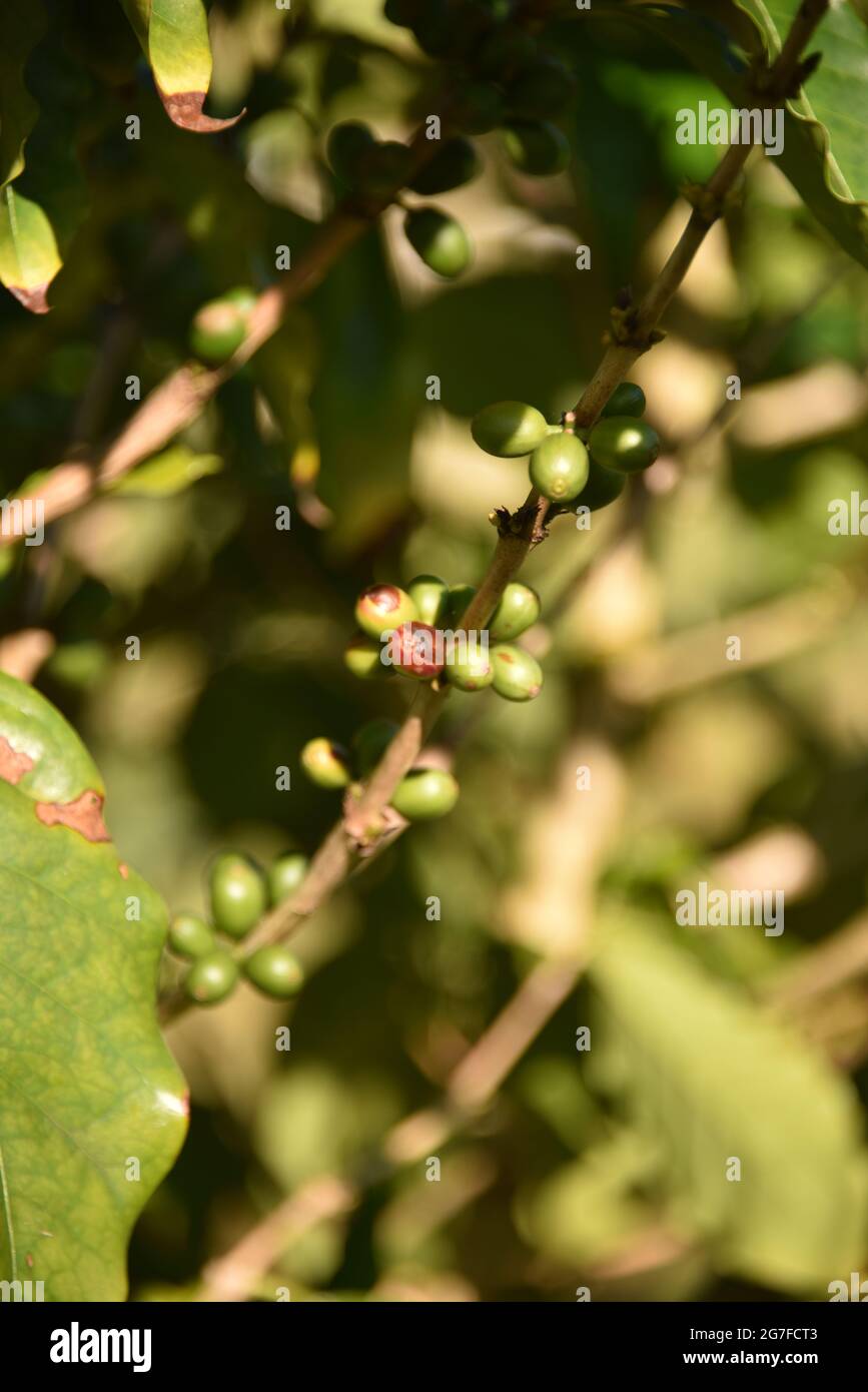 Oahu, HI. U.S.A. 6/2&7/2021. Green World Coffee Farm. Green Farm is a ...