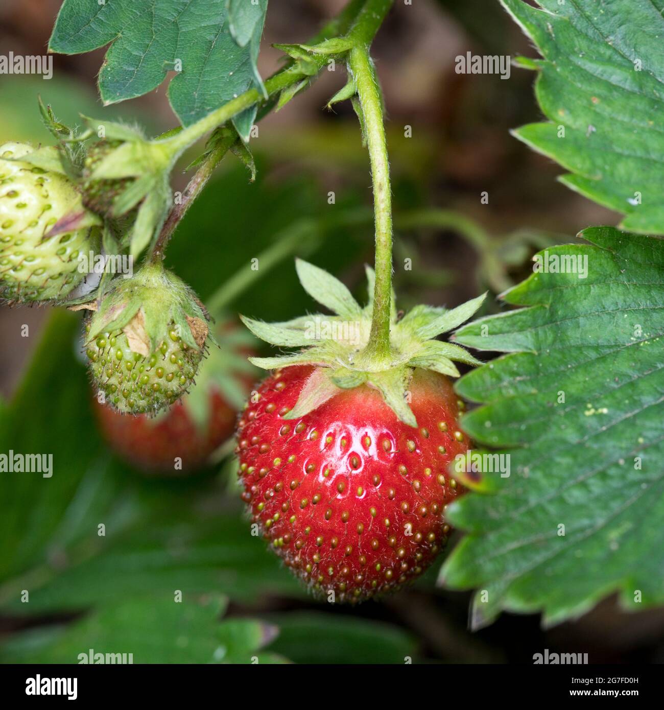 July strawberry hi-res stock photography and images - Alamy
