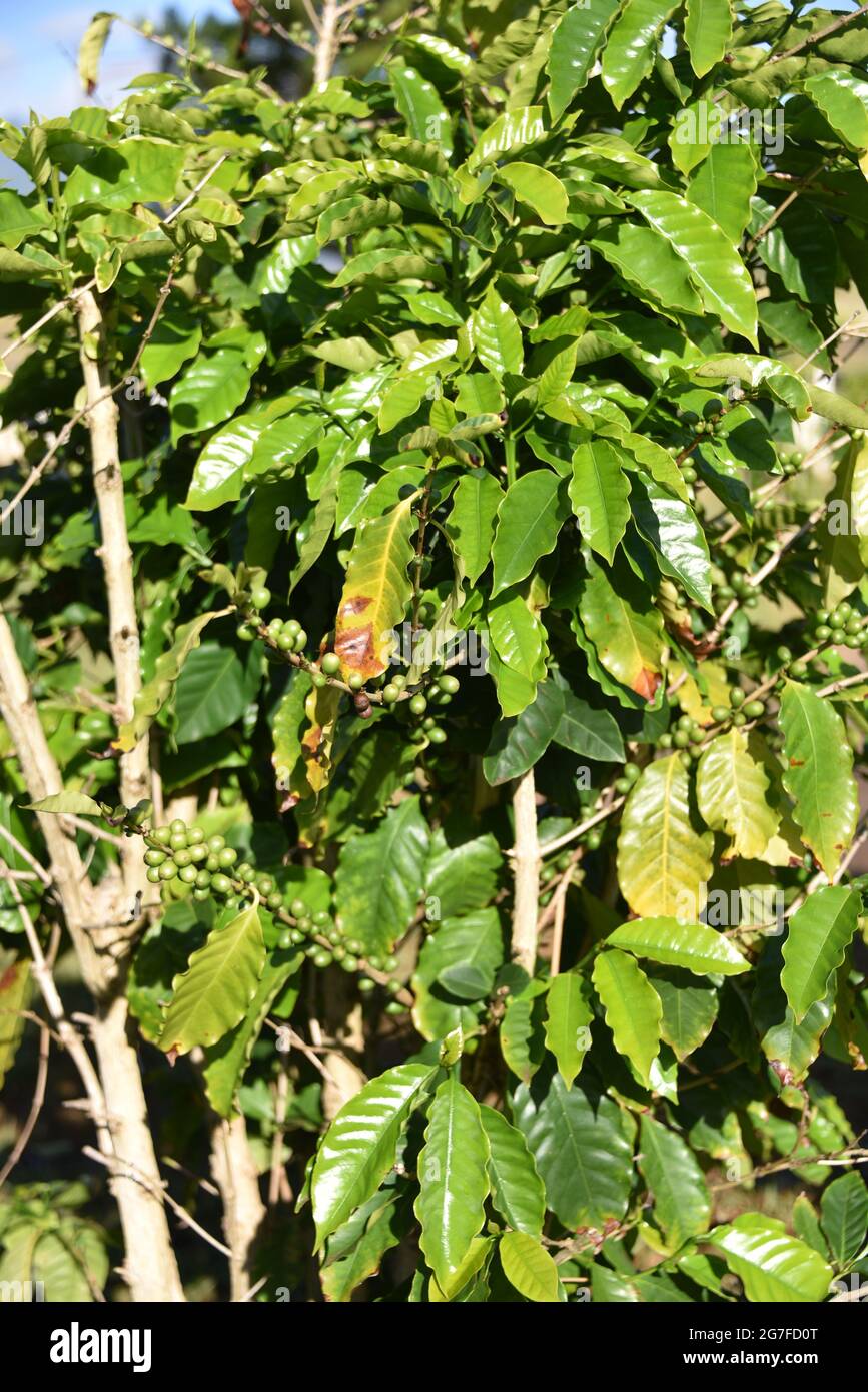 Oahu, HI. U.S.A. 6/2&7/2021. Green World Coffee Farm. Green Farm is a ...