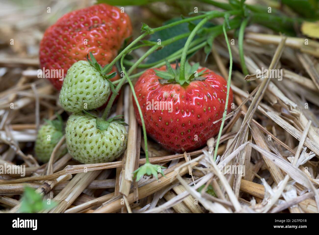 Ripe strawberry fruits in a garden in July, England, United Kingdom ...