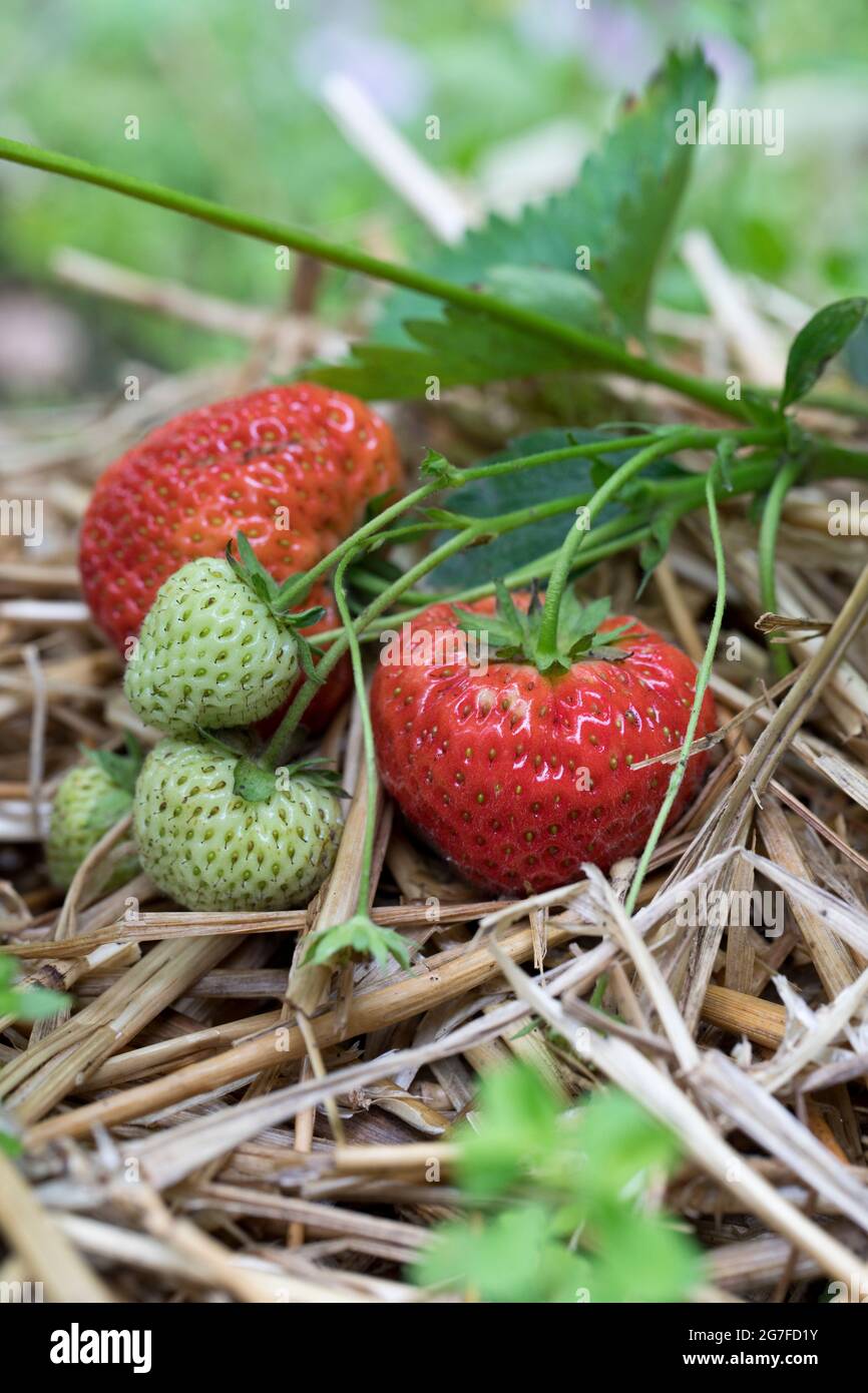 Ripe strawberry fruits in a garden in July, England, United Kingdom ...