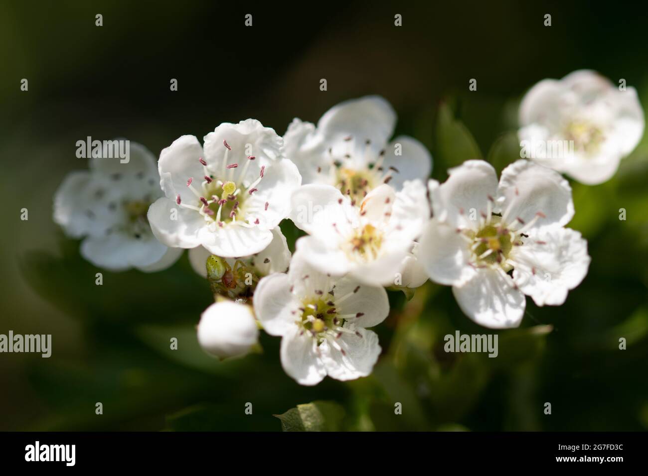 Black hawthorn hi-res stock photography and images - Alamy