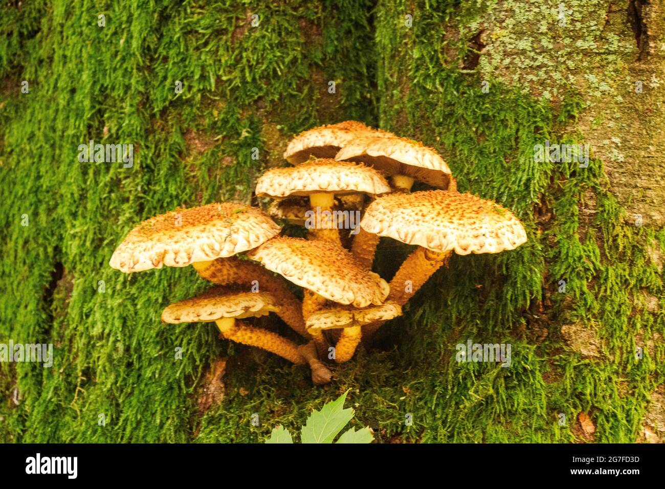 Closeup shot dry tree hi-res stock photography and images - Alamy