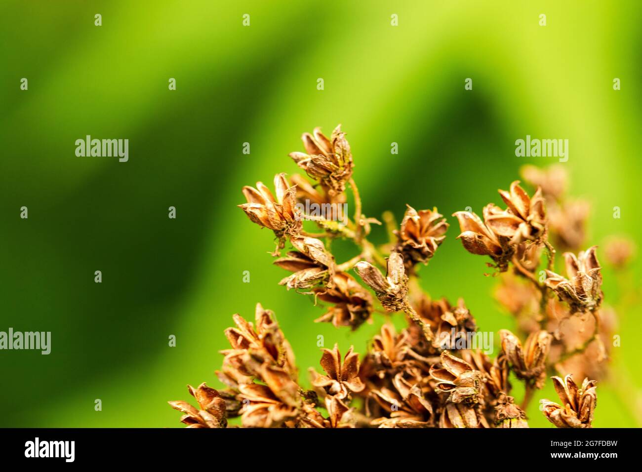 Closeup shot of flower buds Stock Photo - Alamy