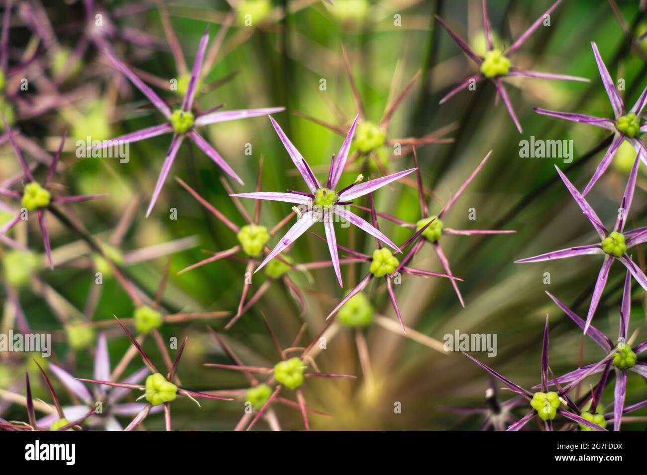 Beautiful closeup shot bouquet hi-res stock photography and images - Alamy