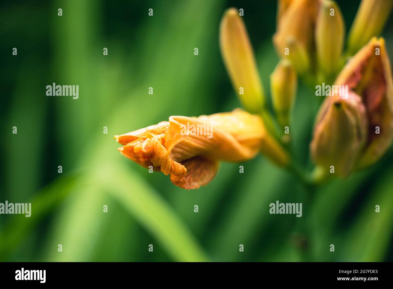 Closeup shot of flower bud Stock Photo - Alamy