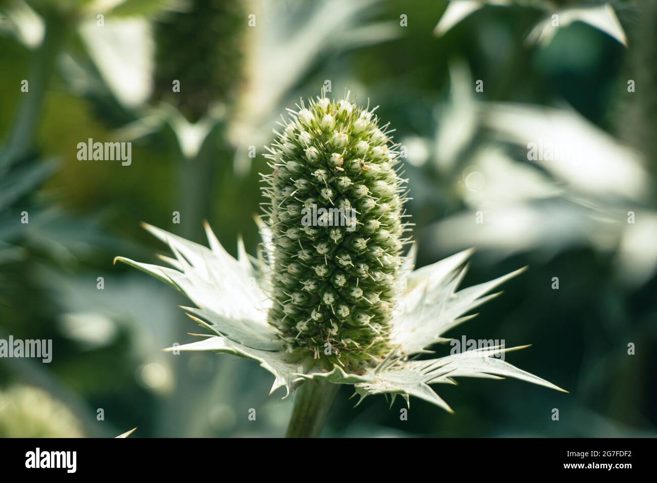 Closeup shot of a flower bud Stock Photo - Alamy