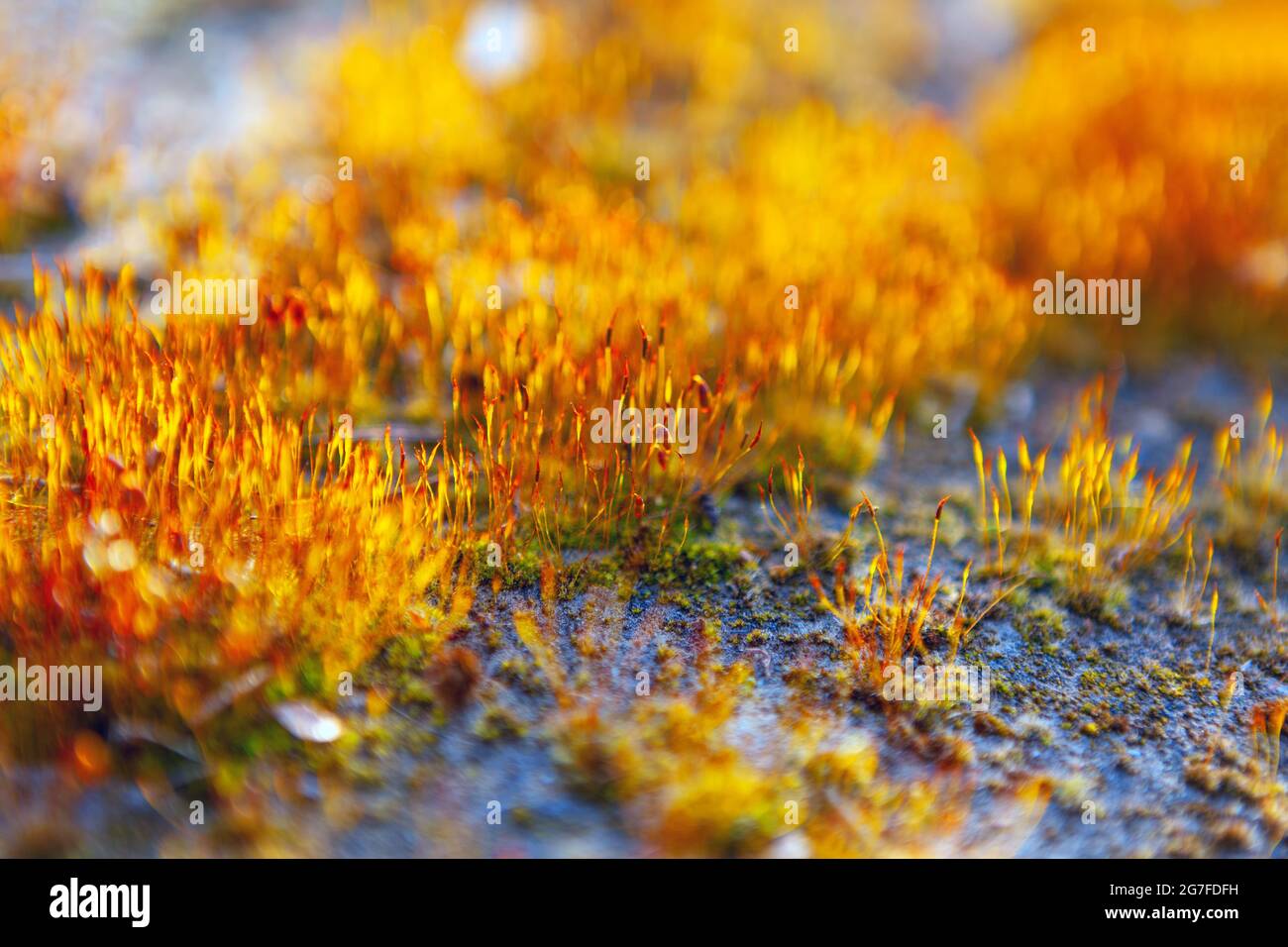 Red grass growing in the sun light Stock Photo - Alamy