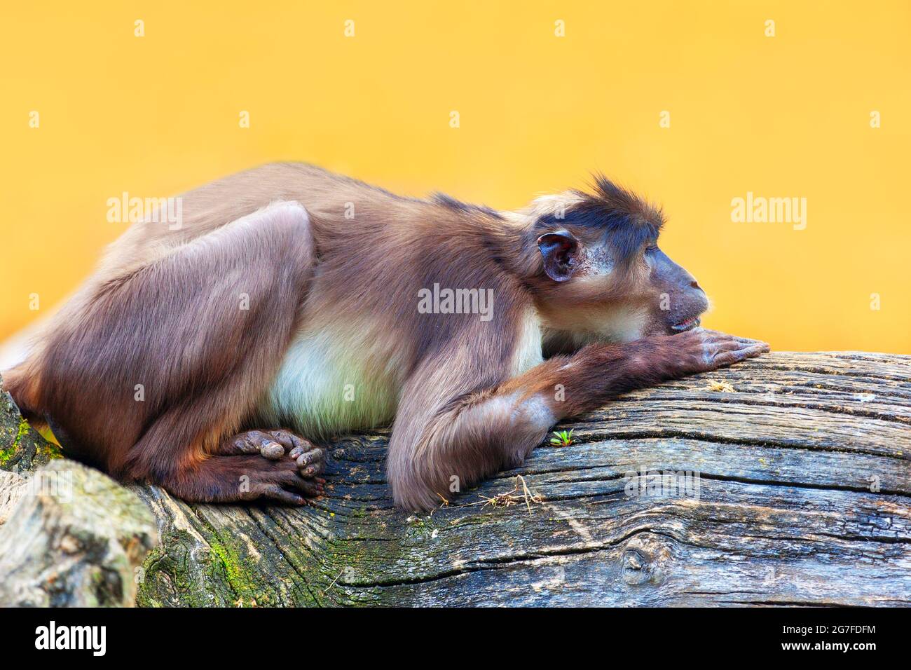 White Crowned Mangabey standing on the log . Sad monkey Stock Photo - Alamy