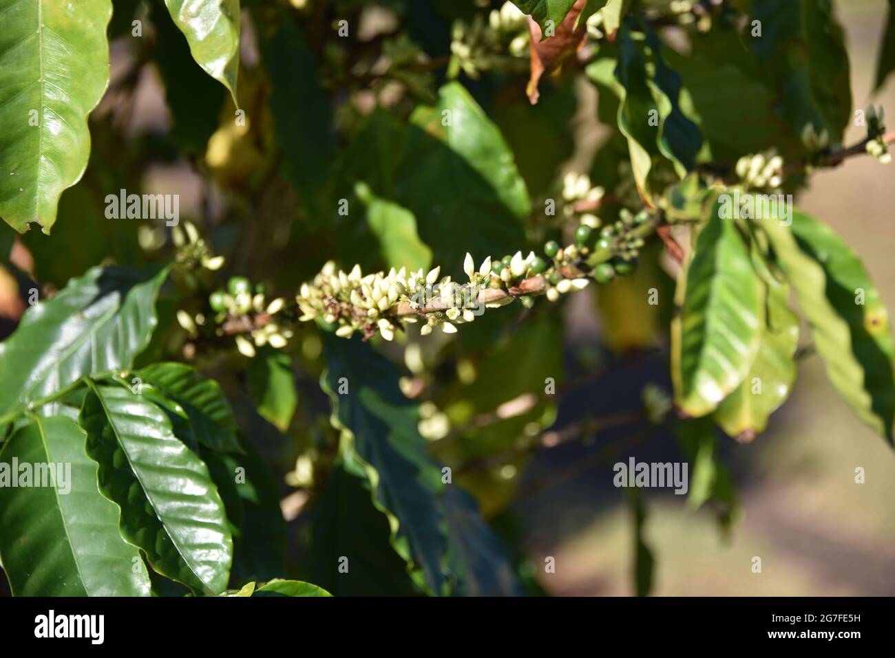 Oahu, HI. U.S.A. 6/2&7/2021. Green World Coffee Farm. Green Farm is a ...