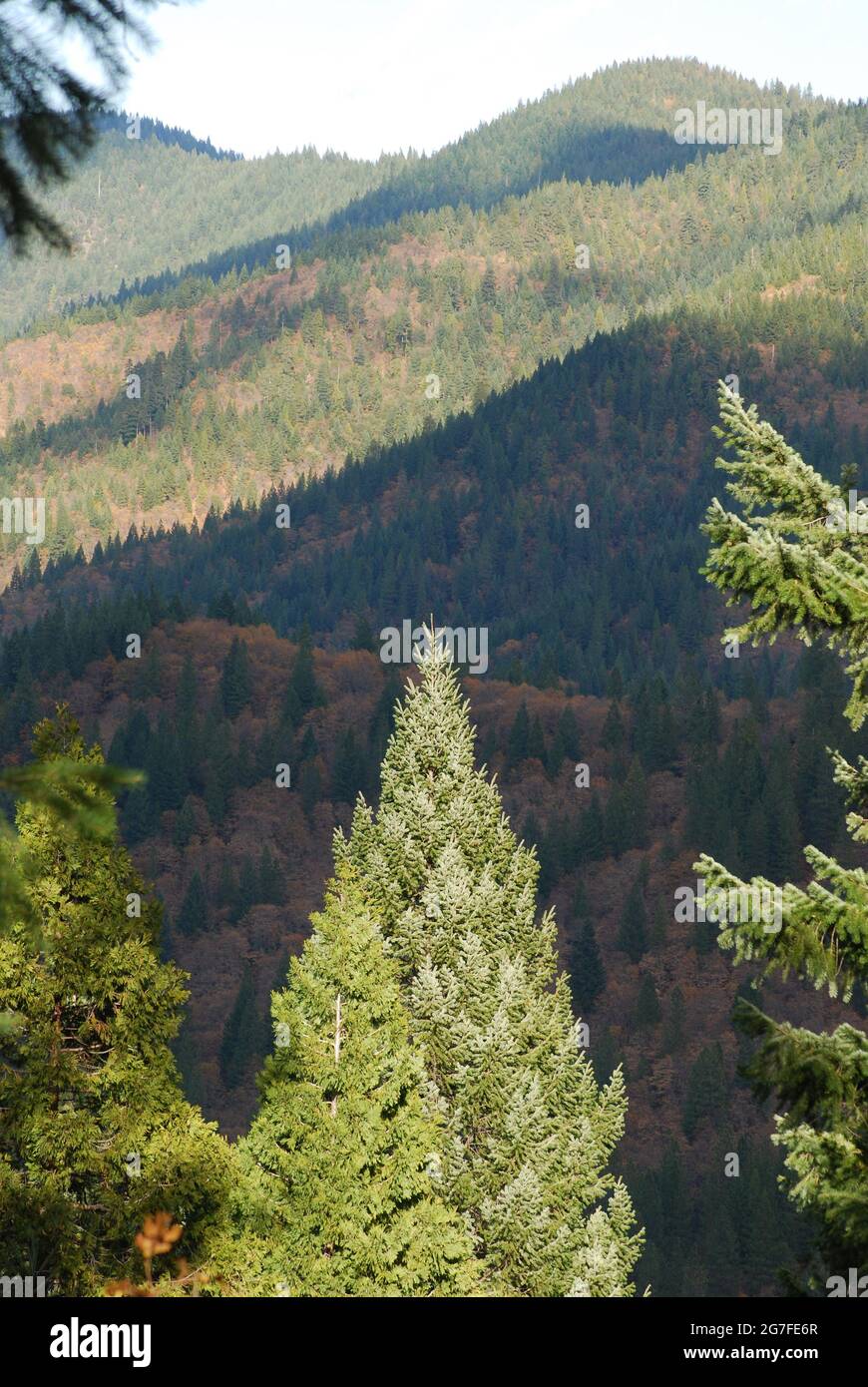 California forestland in the Shasta National Forest Stock Photo - Alamy