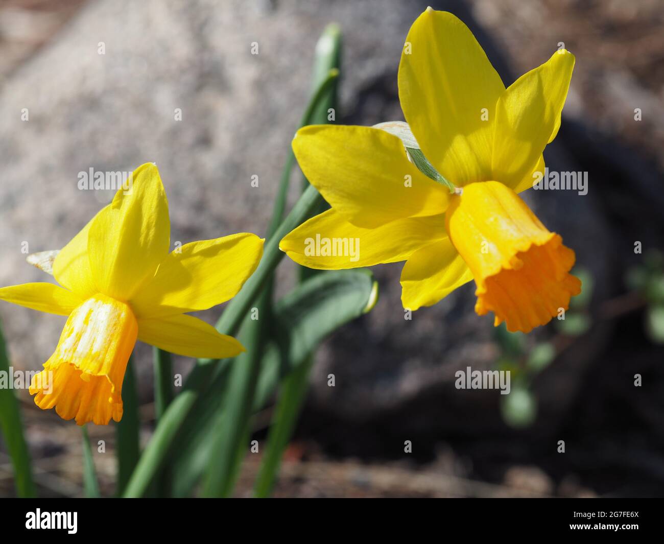 Background with daffodils hi-res stock photography and images - Alamy