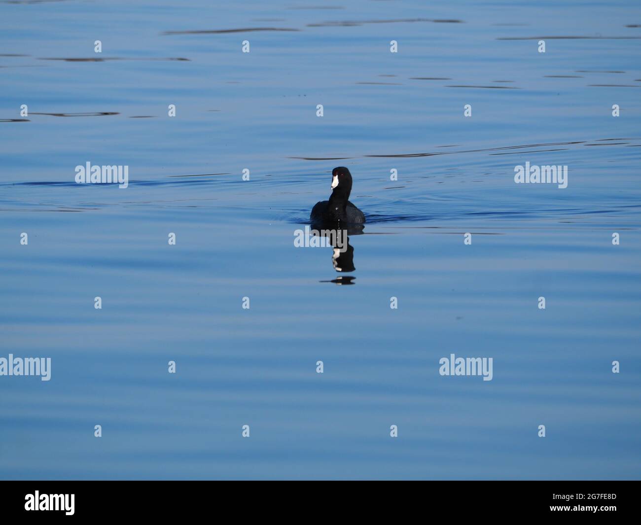 Migrating birds lake hi-res stock photography and images - Alamy