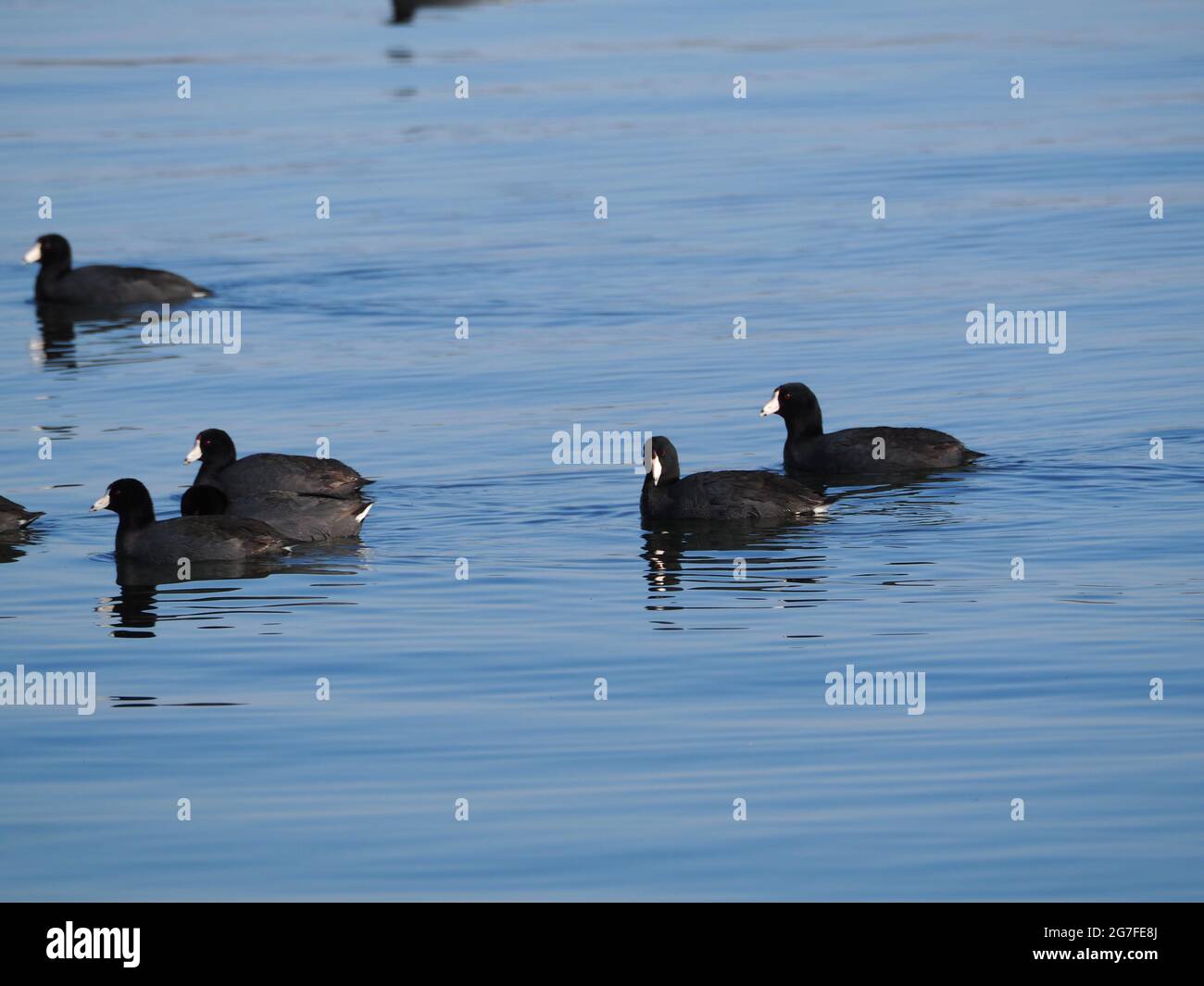 Migrating Coots on Lake Lansing Haslett, Mi USA Stock Photo - Alamy