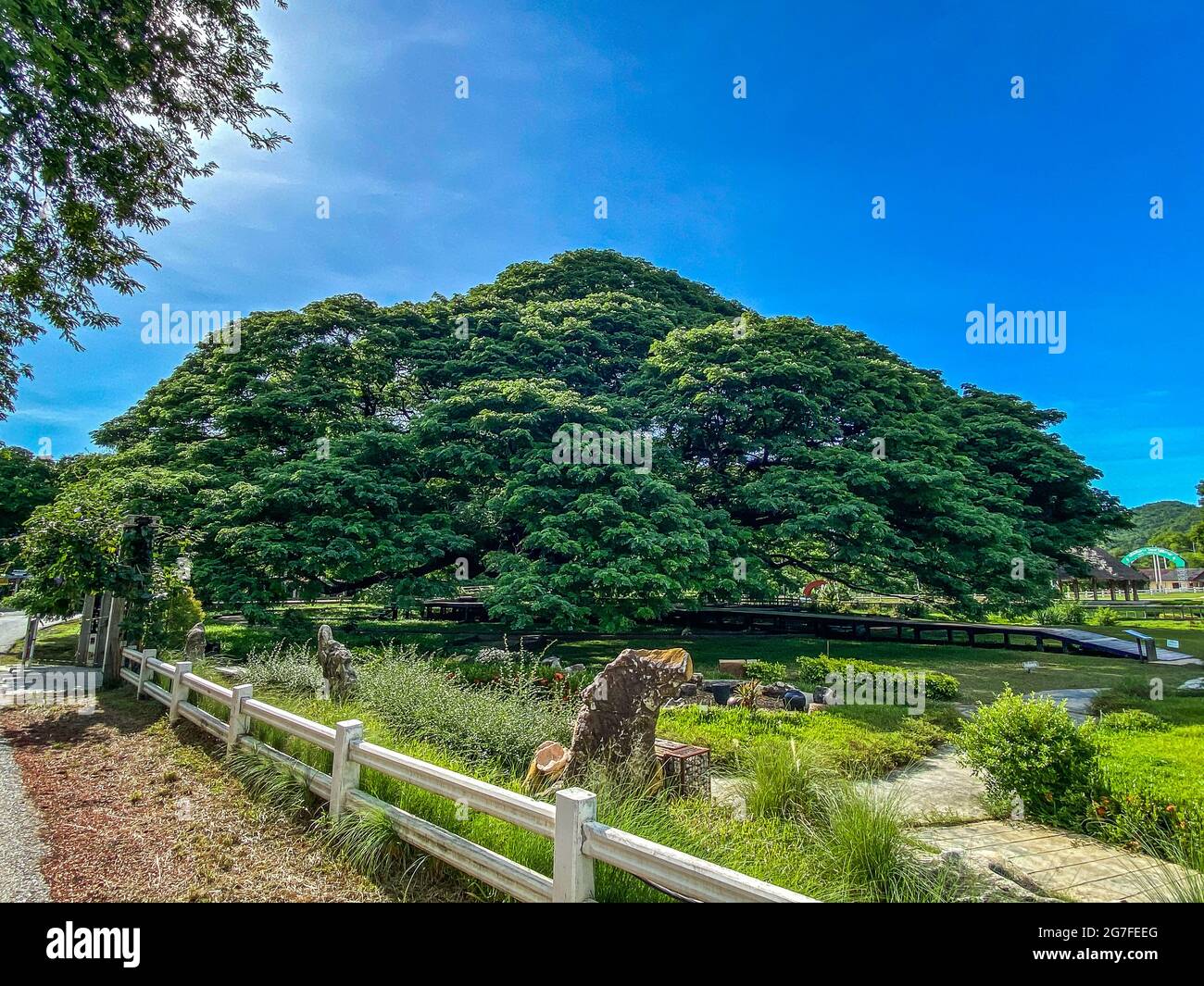 Giant Raintree chamchuri over 100 years old in Kanchanaburi, Thailand ...