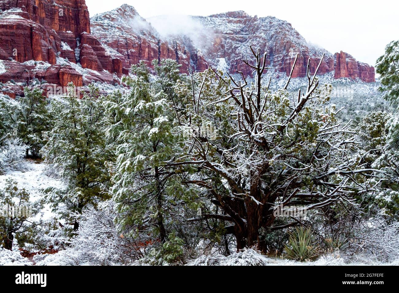 Snow on Sedona red rocks and high desert dead juniper and pines. Sedona ...
