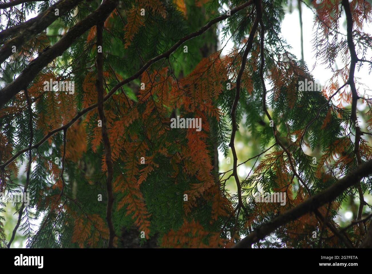 Cedar branch colors Stock Photo - Alamy