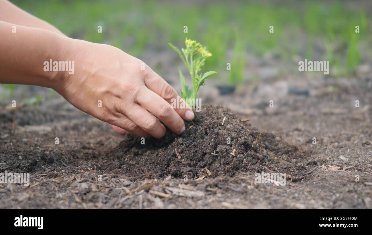 Woman two hand helping working planting seedlings growing young tree ...