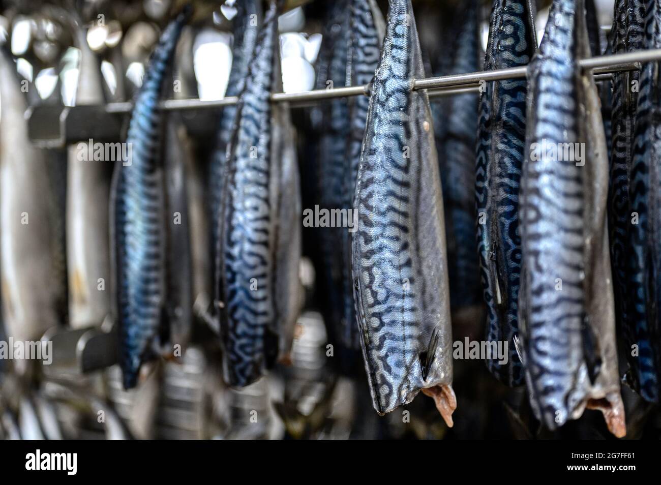 Mackerel carcasses hang in a special metal container Stock Photo - Alamy