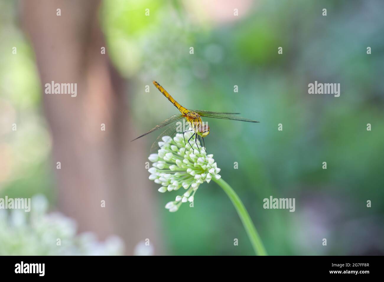 Onion fly hi-res stock photography and images - Alamy