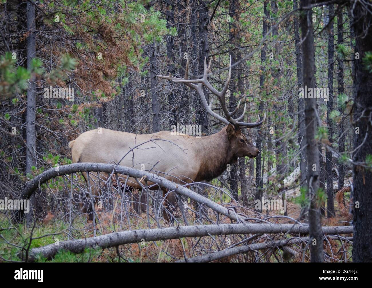 Trophy Bull Elk. Wild majestic bull elk in natural outdoor setting ...