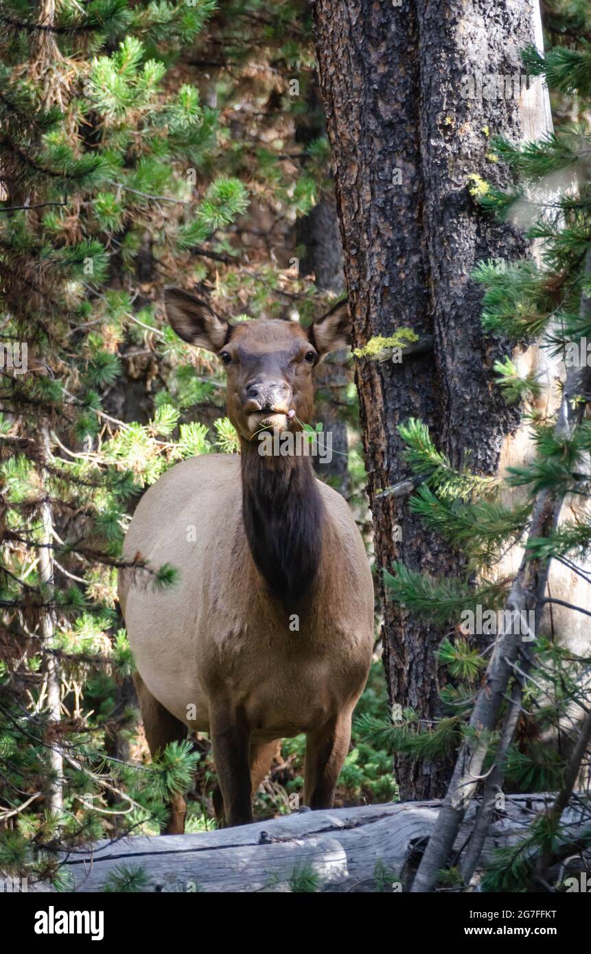 Female Cow Elk. Wild female cow elk in natural outdoor setting ...