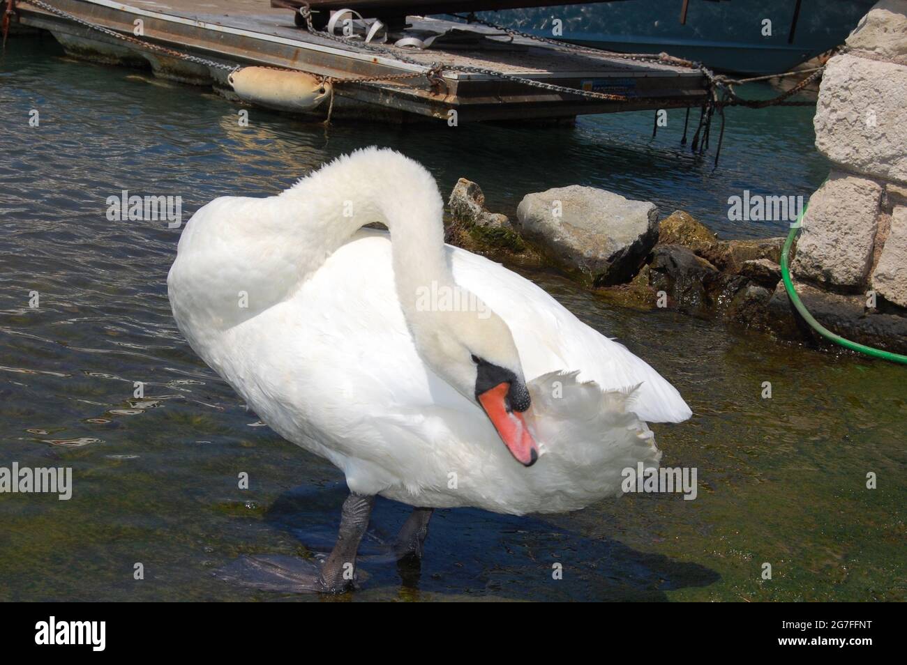 Beautiful swan on a rock in a lake Stock Photo - Alamy