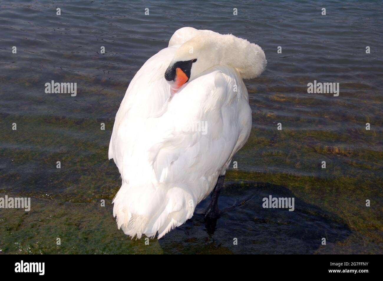 Beautiful swan on a rock in a lake Stock Photo - Alamy