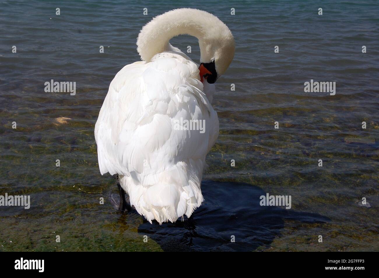 Beautiful swan on a rock in a lake Stock Photo - Alamy