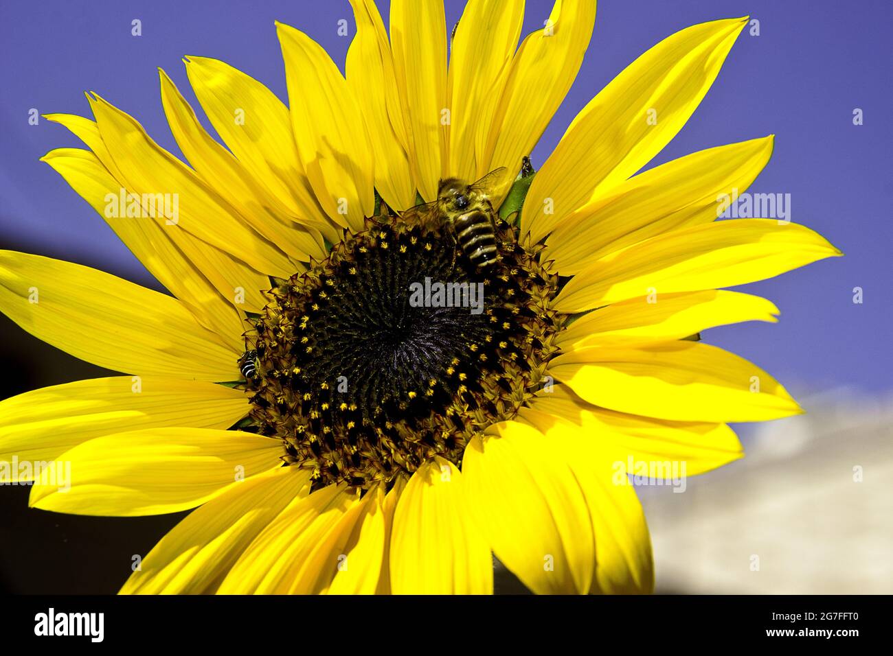 Sunflower during daylight Stock Photo - Alamy