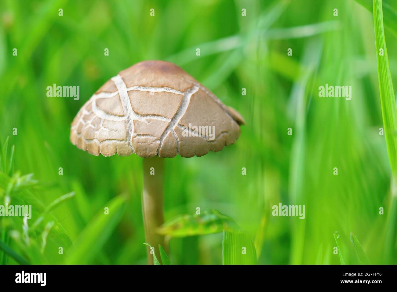 Closeup of a mower's mushroom (Panaeolina foenisecii) on a green ...