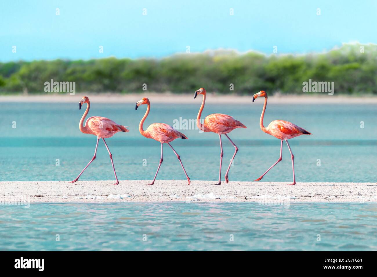 Flamingos walking across a sand bar in rare perfect symmetry. The shot ...