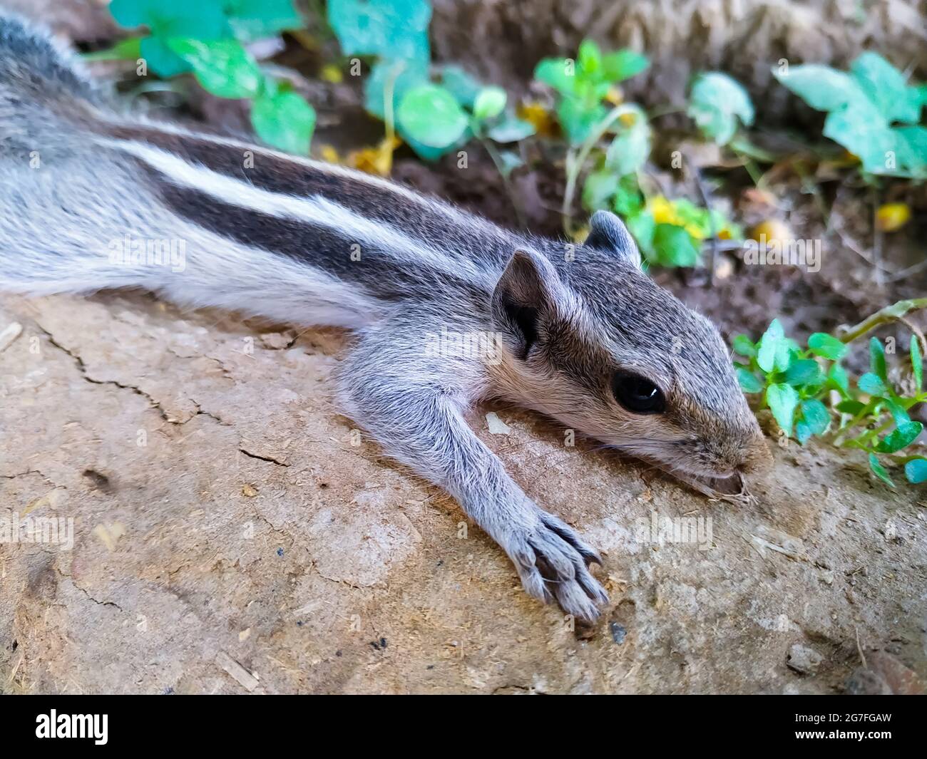 Cute chipmunk lying on the soil Stock Photo - Alamy