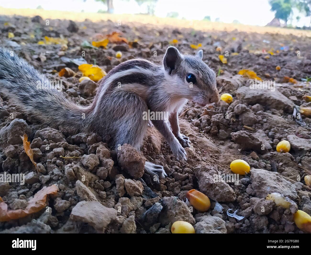 Cute chipmunk eating some fruits fallen on the ground Stock Photo - Alamy