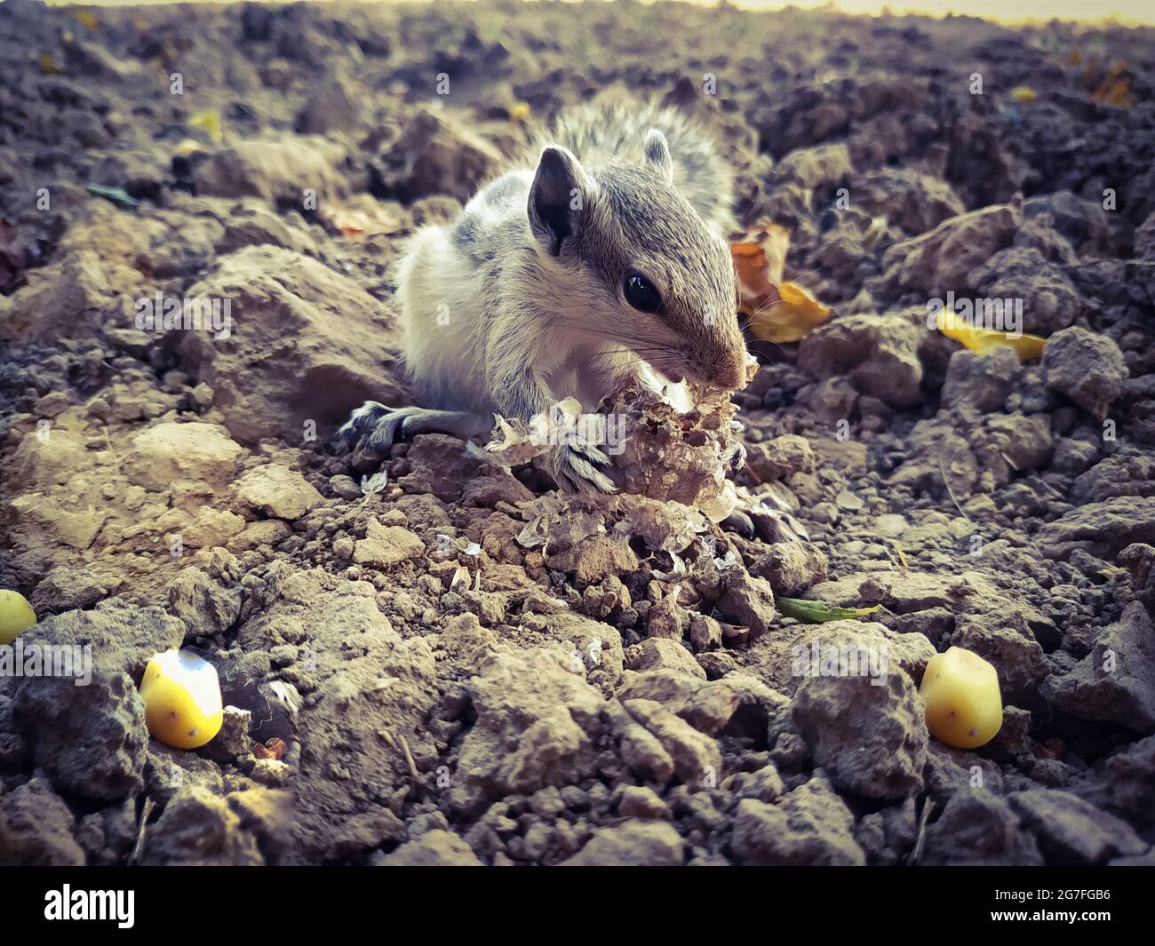 Cute chipmunk eating some fruits fallen on the ground Stock Photo - Alamy