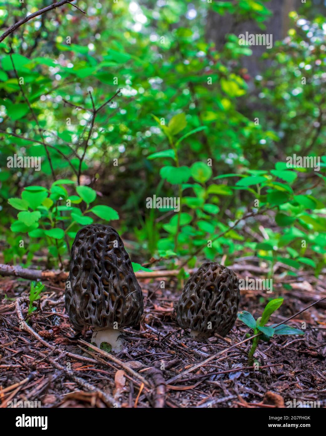 Morel mushrooms in forest hi-res stock photography and images - Alamy