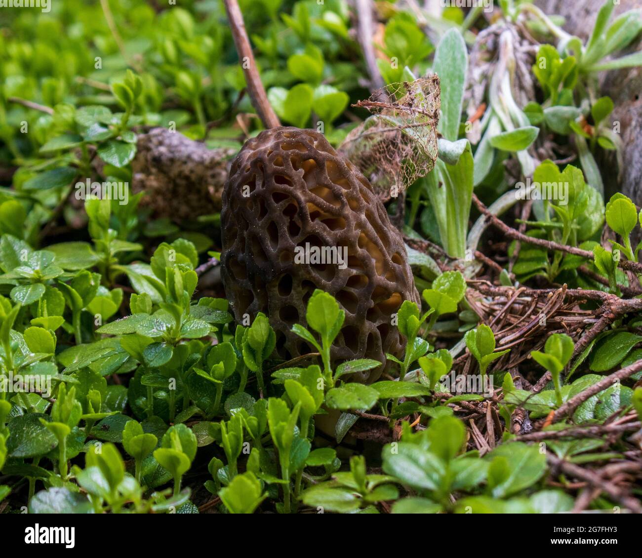 Wild Morel Mushrooms growing on the forest floor in the spring Stock ...