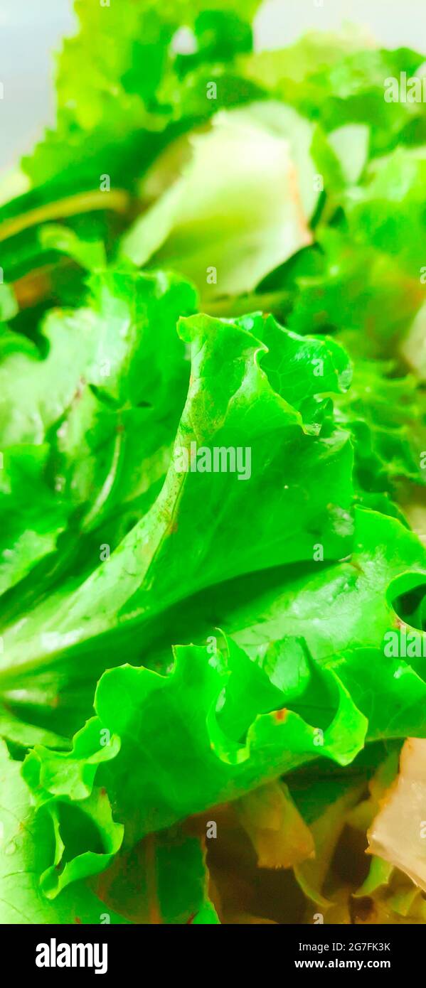 Green lettuce salat leaves in full frame closeup Stock Photo - Alamy