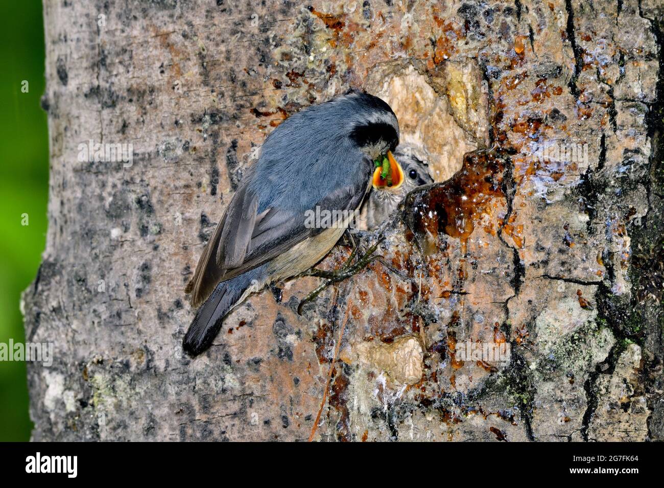 Wild tiny bird nuthatch feeding hi-res stock photography and images - Alamy