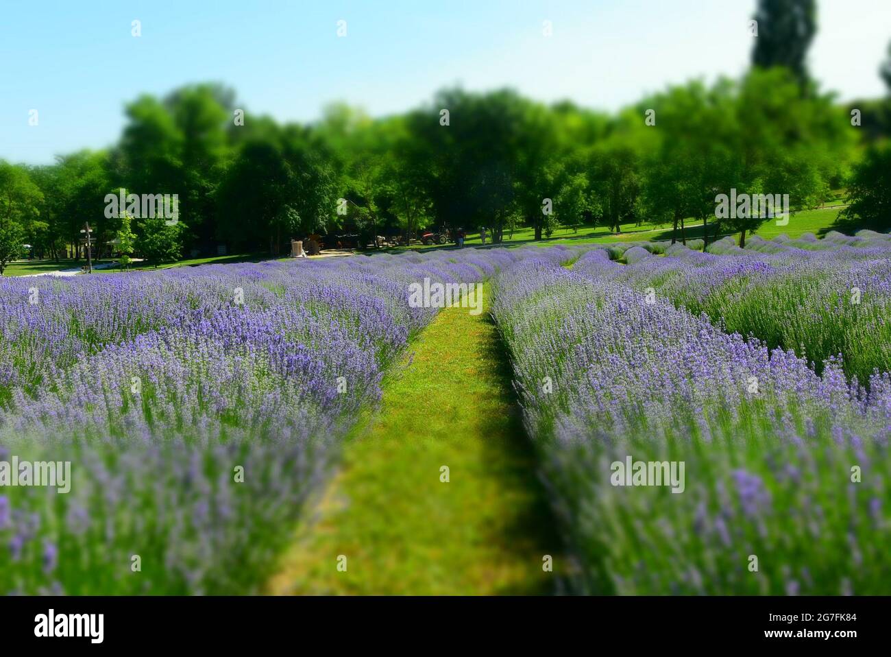 Lavender field and trees. Beautiful lavender flowers Stock Photo - Alamy