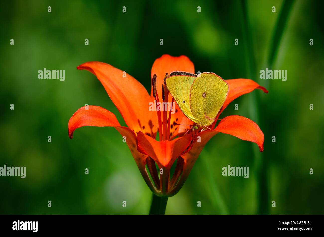 A Wood Lily (Lilium philadelphicum) with a Pink-edged Sulphur butterfly ...