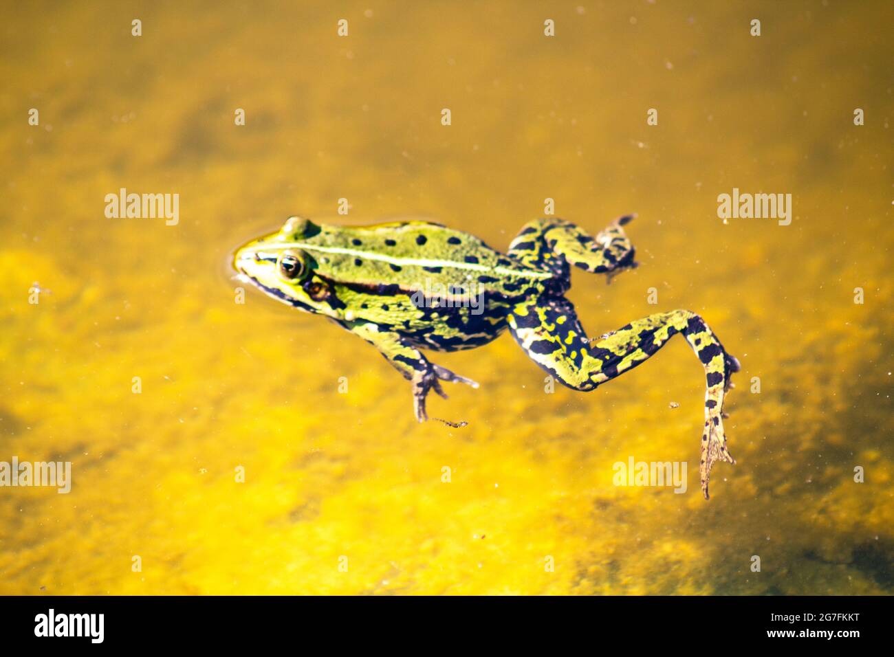 Frog swimming in a lake Stock Photo - Alamy