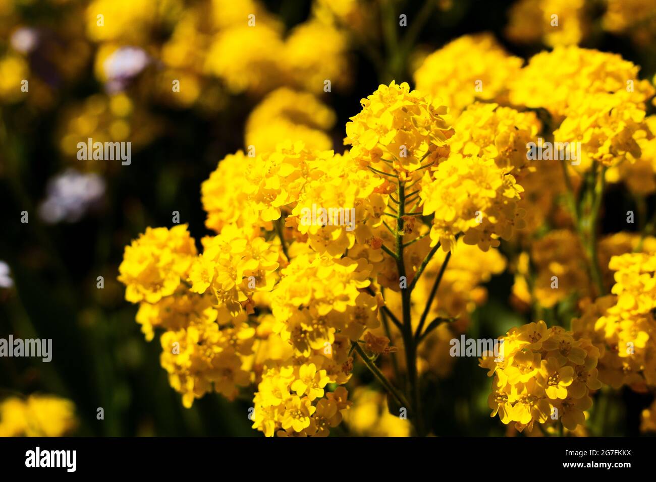 Yellow Alyssum flowers in a garden Stock Photo - Alamy